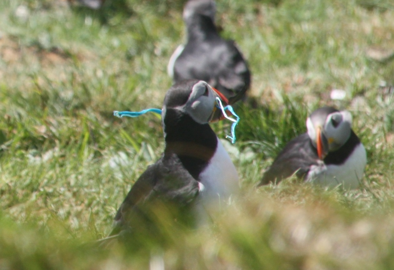 Birds & Debris | Highlighting the Global Impact of Plastic Pollution