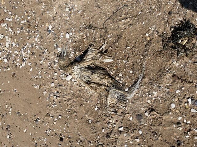 Birds & Debris | Highlighting the Global Impact of Plastic Pollution